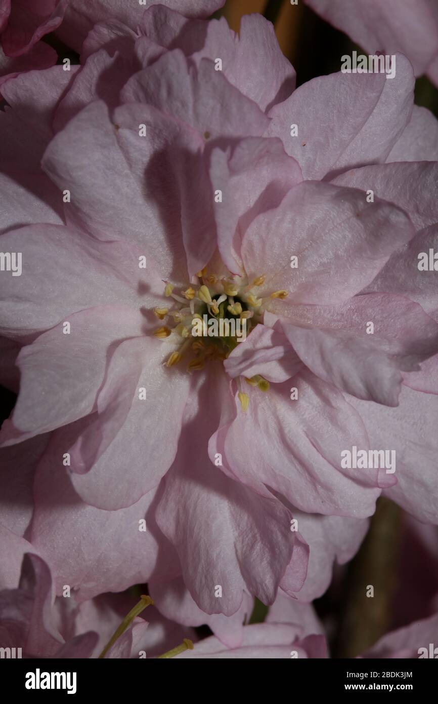 Pink cherry flower close up background prunus serrulata rosaceae family ...