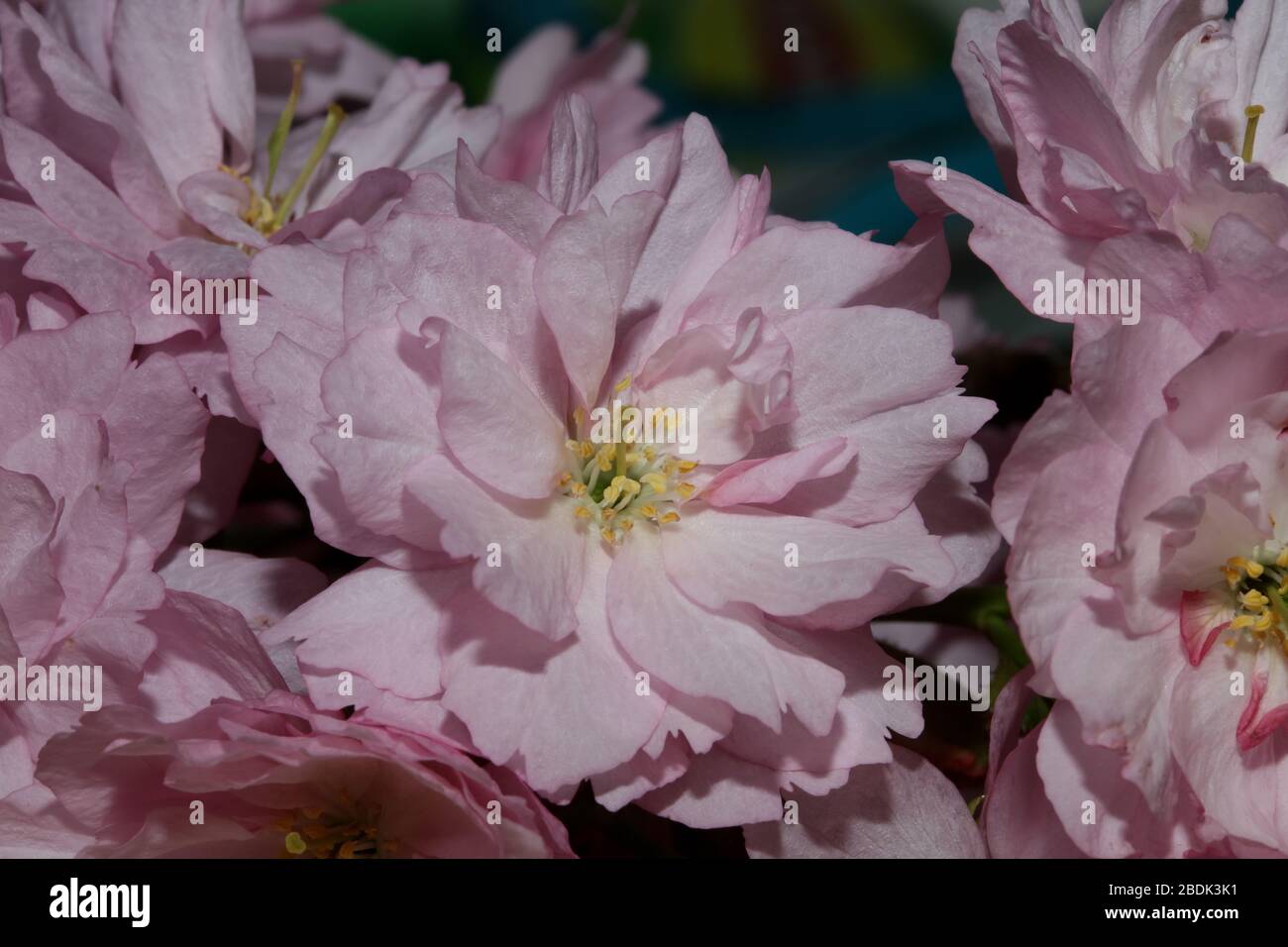 Pink cherry flower close up background prunus serrulata rosaceae family ...