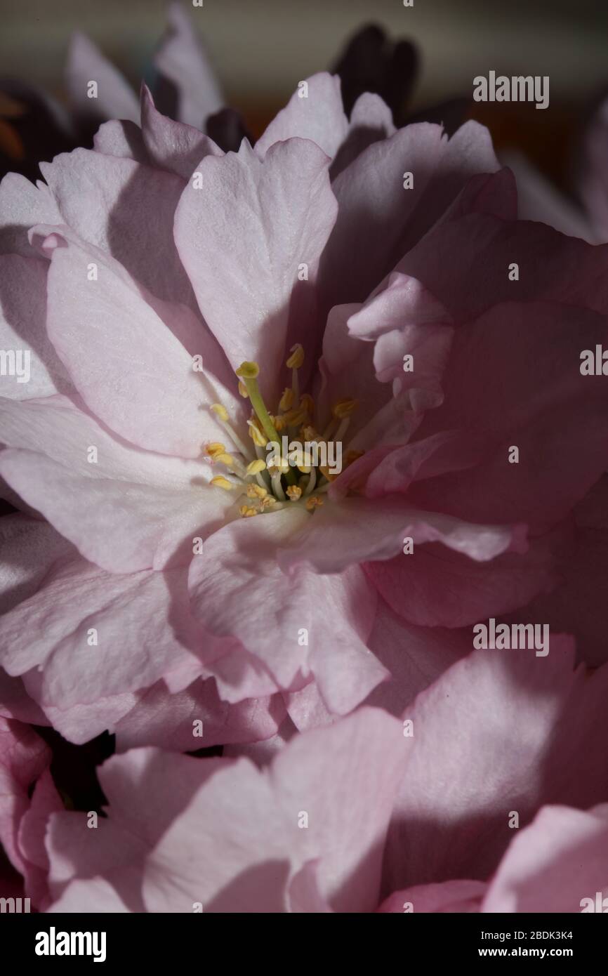 Pink cherry flower close up background prunus serrulata rosaceae family ...