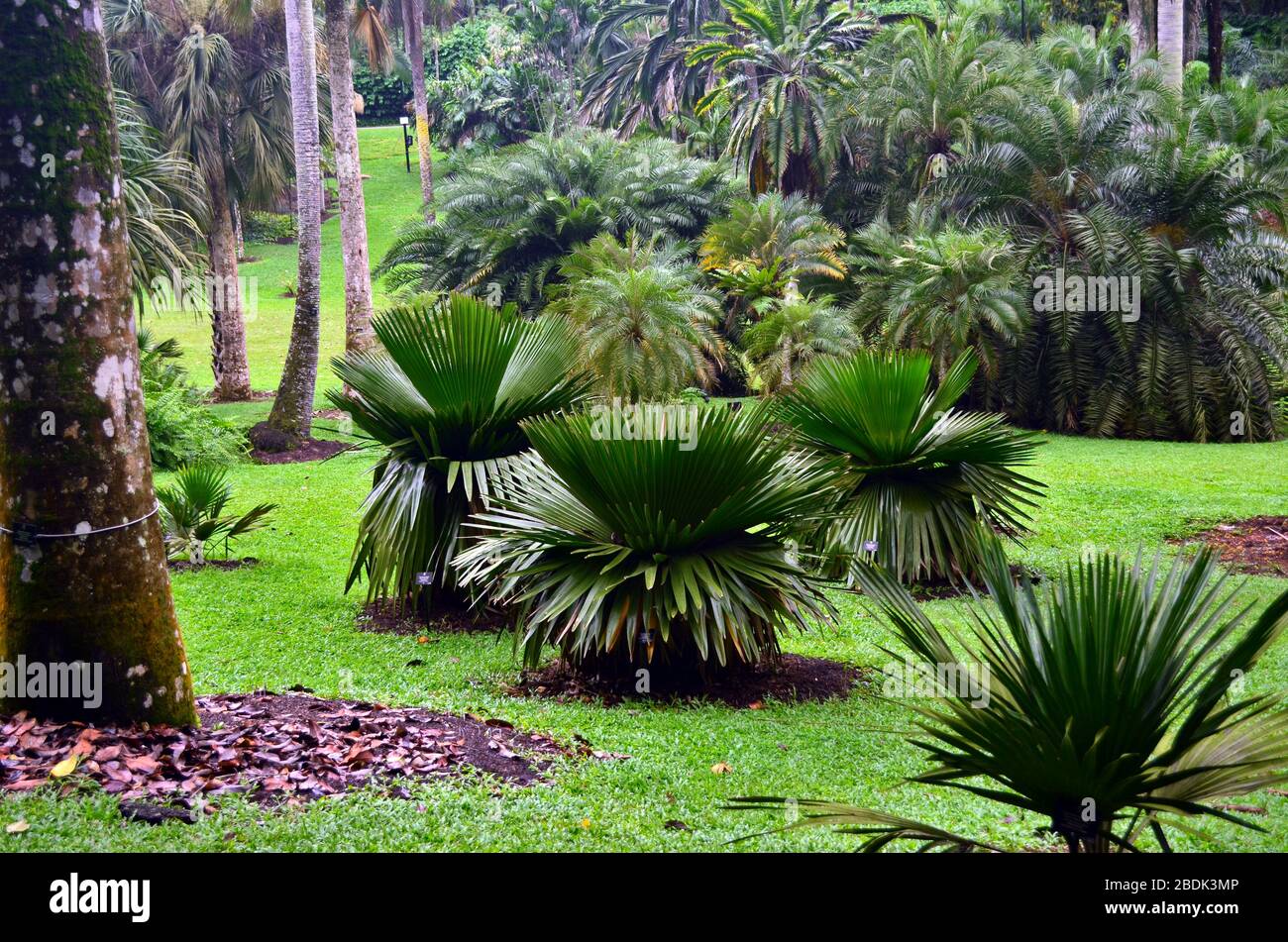 Palm glade in the botanic garden Stock Photo - Alamy