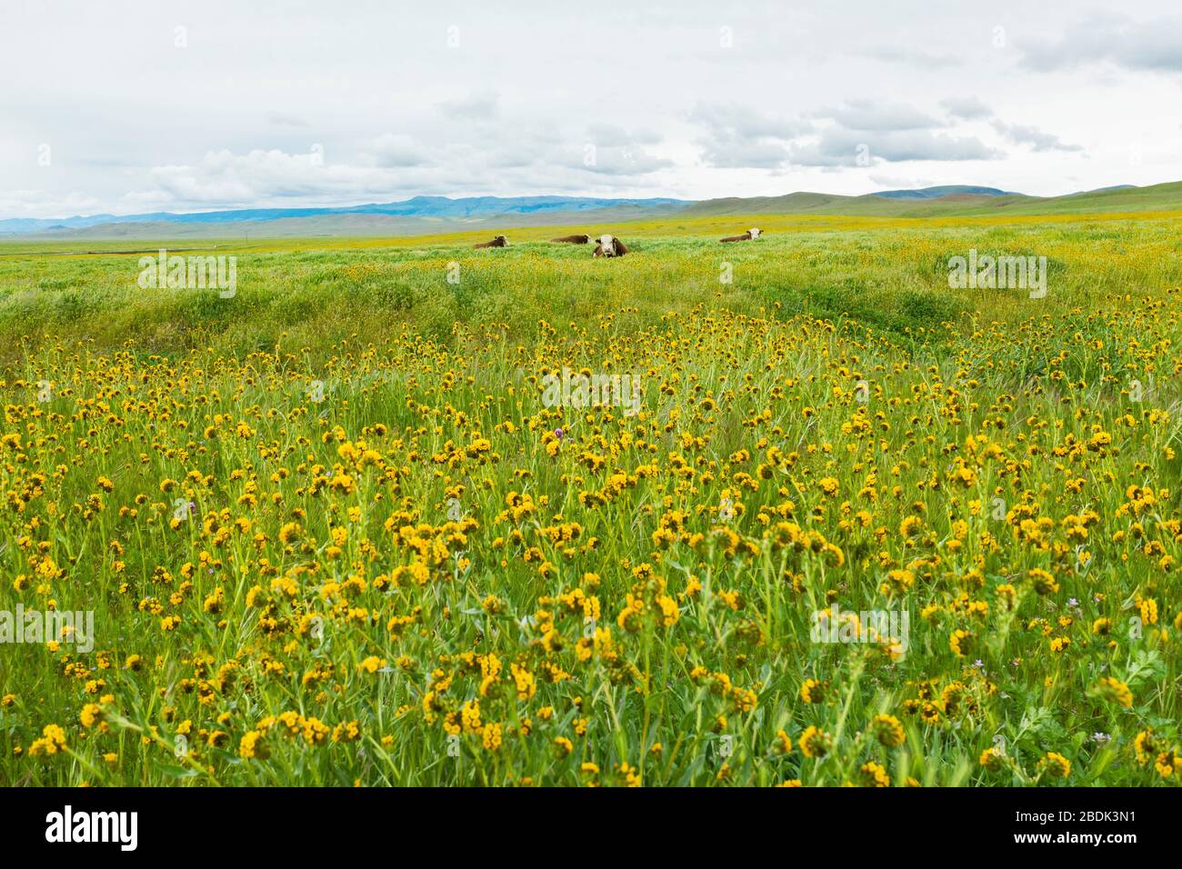 Idyllic California Hillsides Filled with Wildflowers Bloom after Stock ...