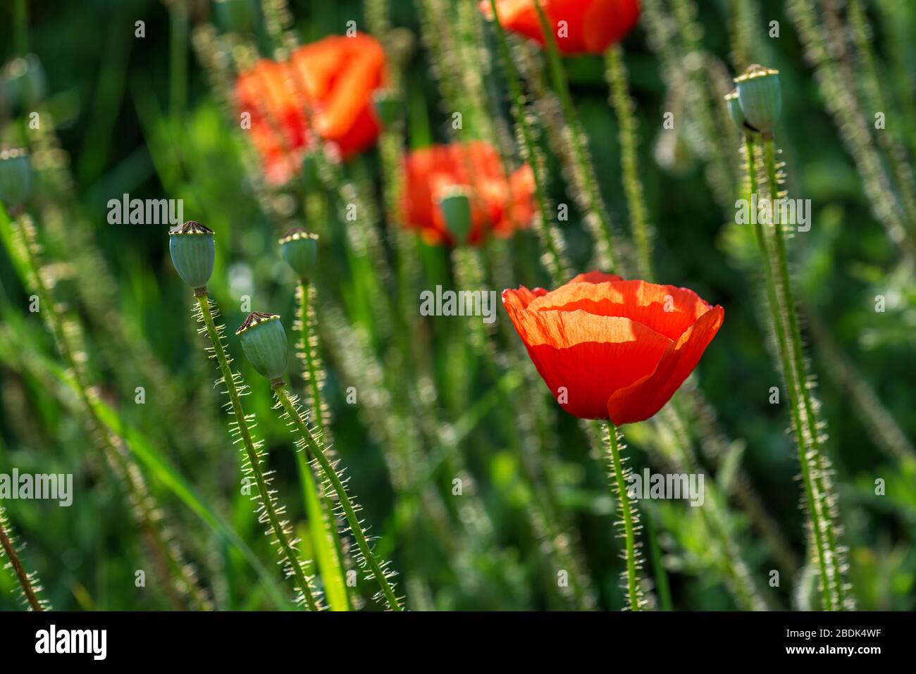 Beautiful red poppies sunset hi-res stock photography and images - Alamy