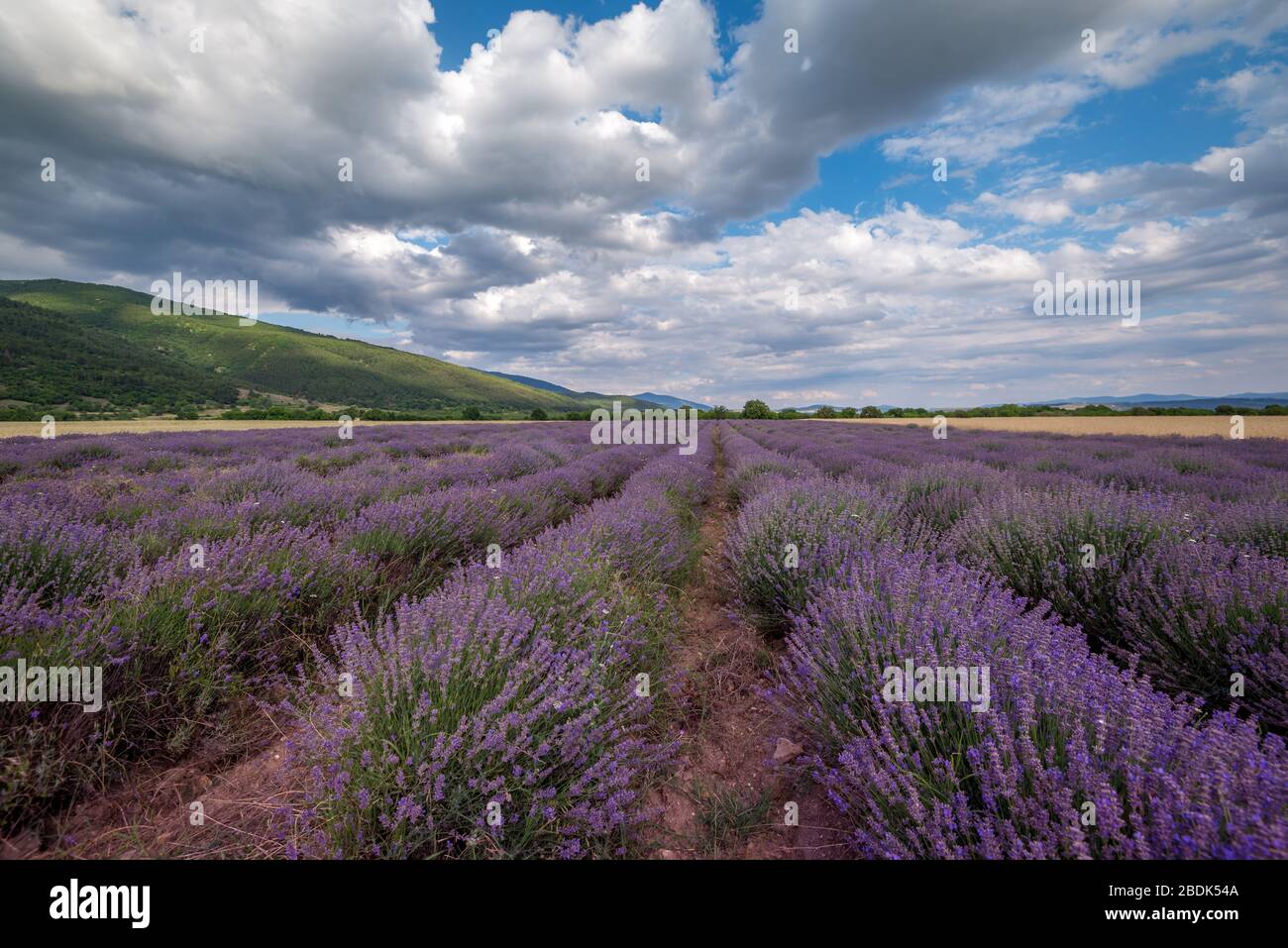 Stunning lavender fields sunset hi-res stock photography and images - Alamy