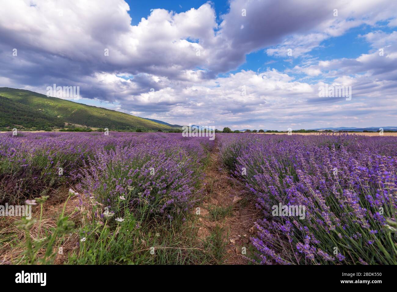 Stunning lavender fields sunset hi-res stock photography and images - Alamy