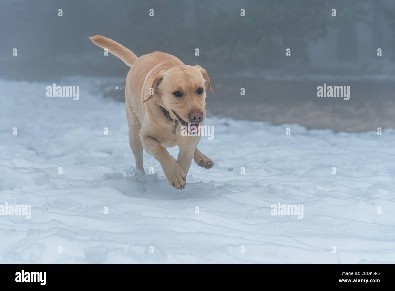 Labrador retriever puppy dog in the winter Stock Photo - Alamy