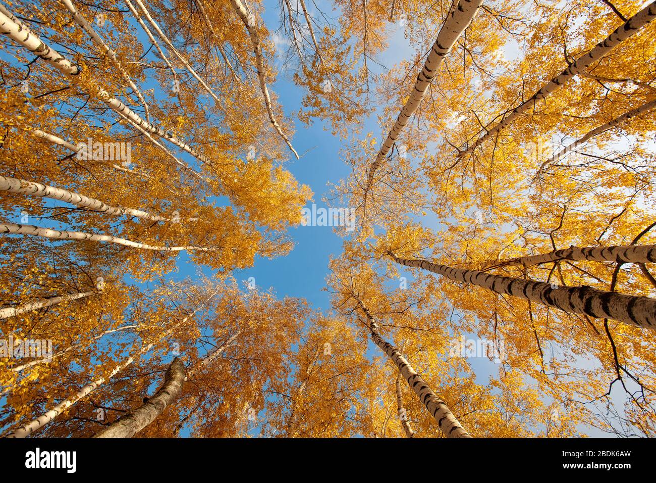 Autumn in Ryazan Region. Russia Stock Photo - Alamy