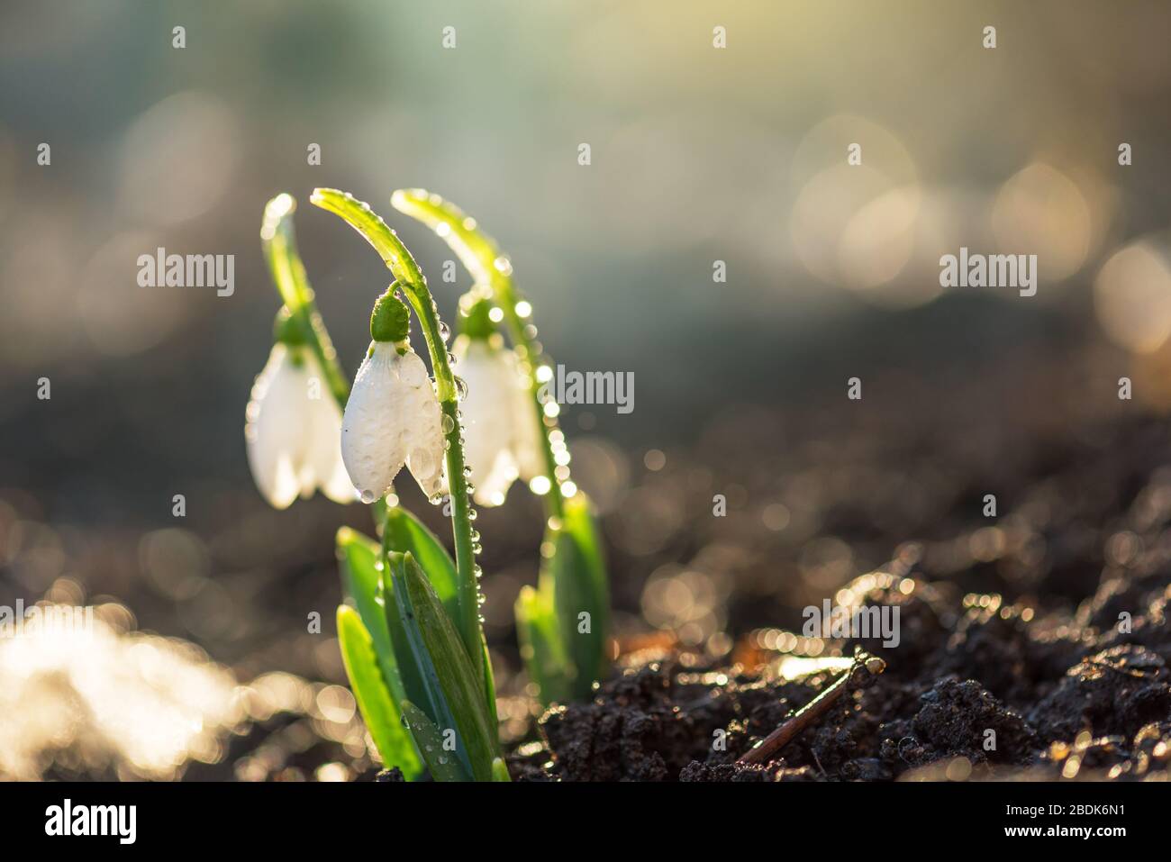 The first spring flowers snowdrops with morning drops Stock Photo - Alamy
