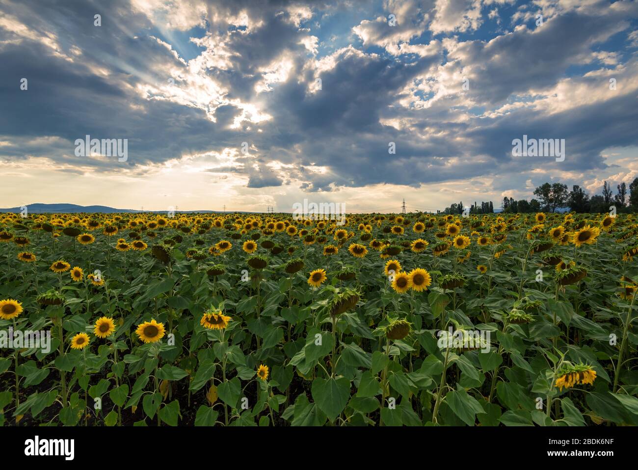 Sunflower field in rural area, under storm clouds, in summer Stock ...