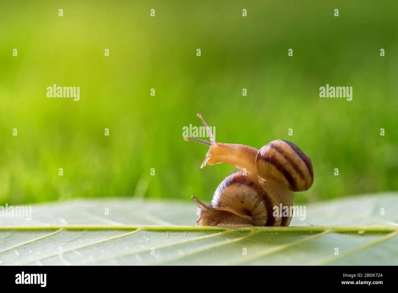 Snails eye view hi-res stock photography and images - Alamy