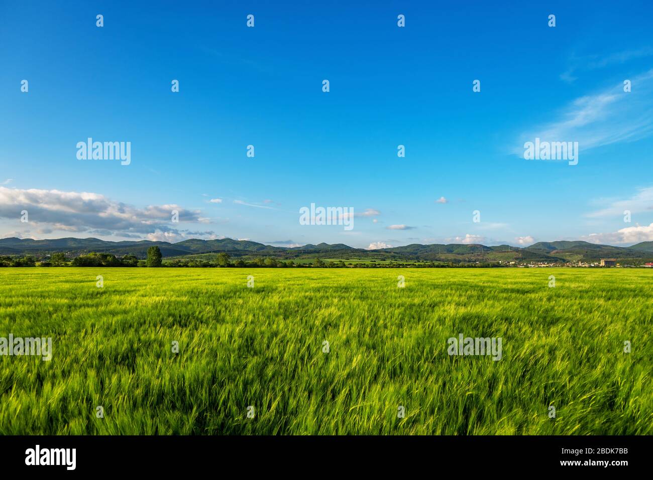 Wheat field at sunset. Beautiful sunset Nature background Stock Photo ...