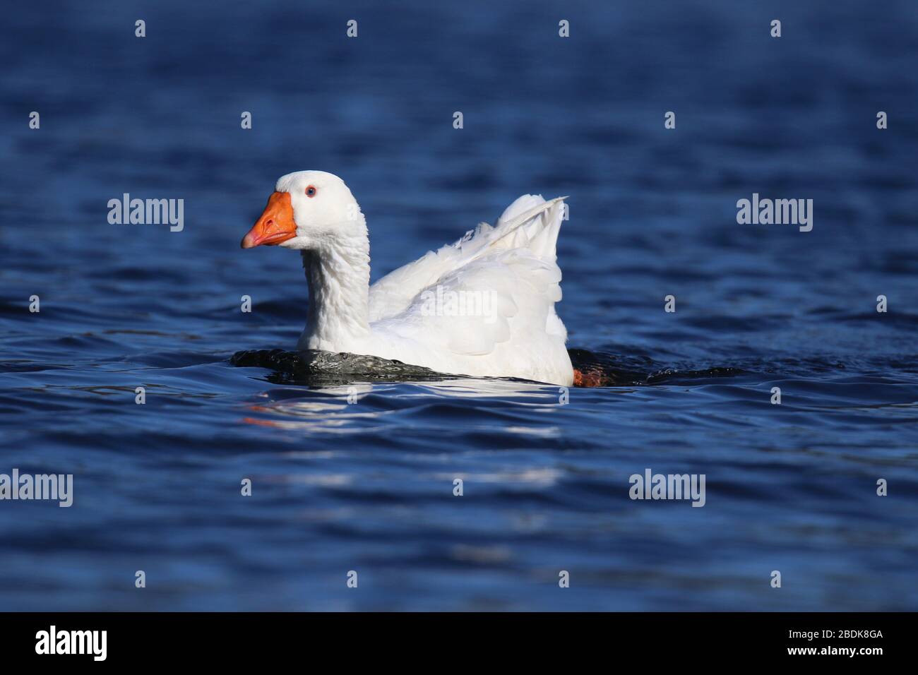 A white farm goose swimming on a pond in winter Stock Photo - Alamy