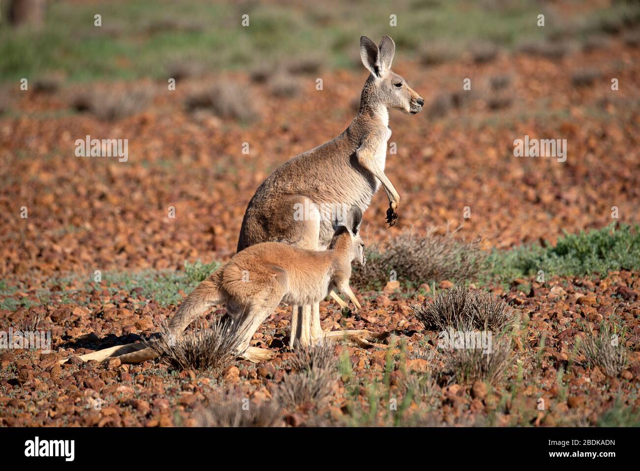 Red Kangaroo mother and young, not too sure about having their photo ...