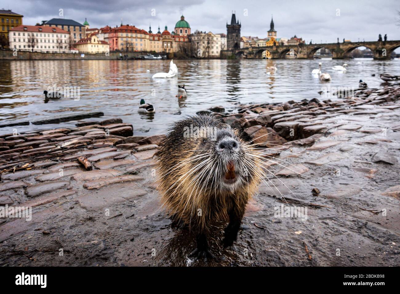 A Coypu,( or river rat, nutria.) on the banks of the Vltava river near ...