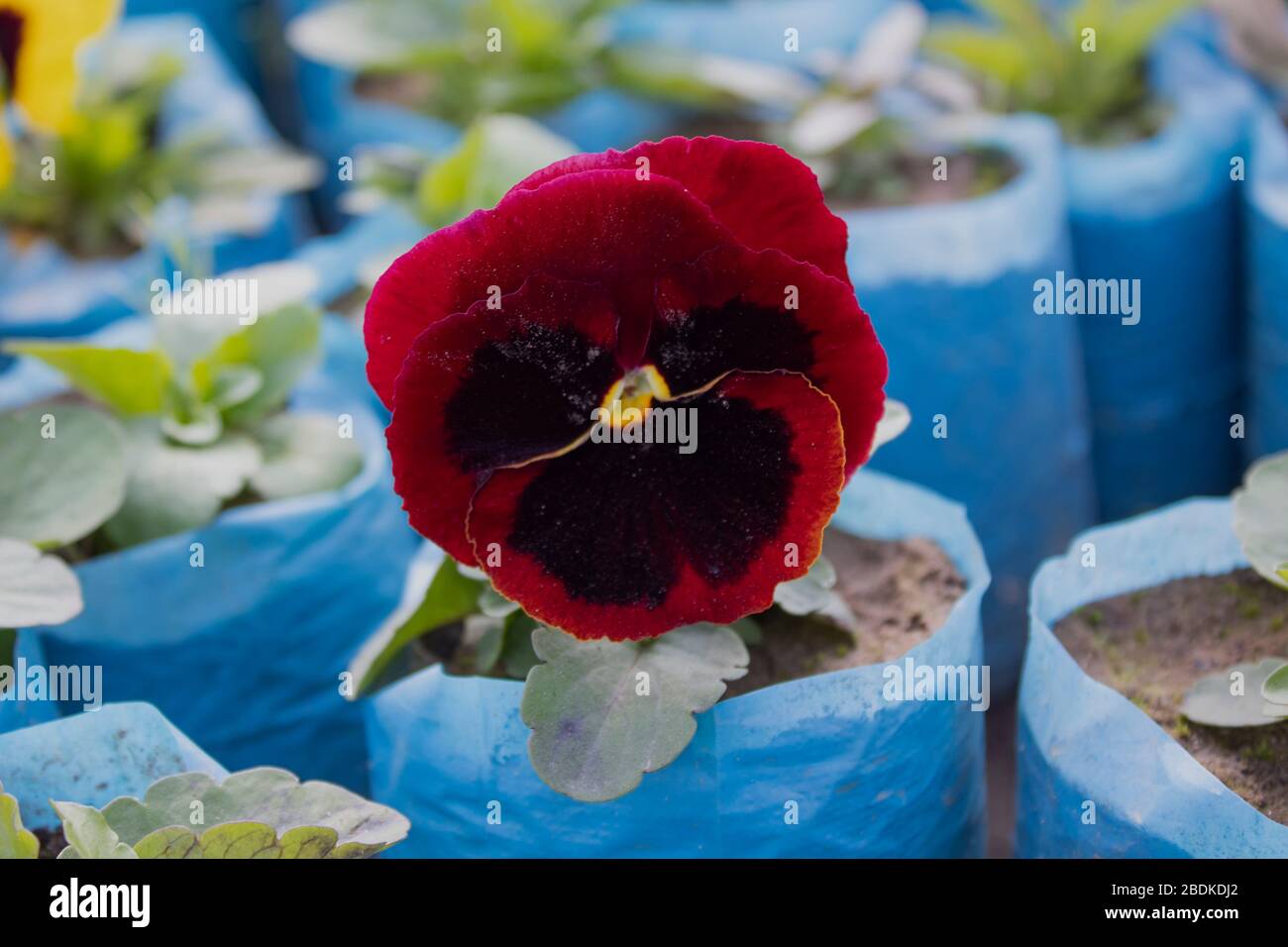 Red Pansy Flower