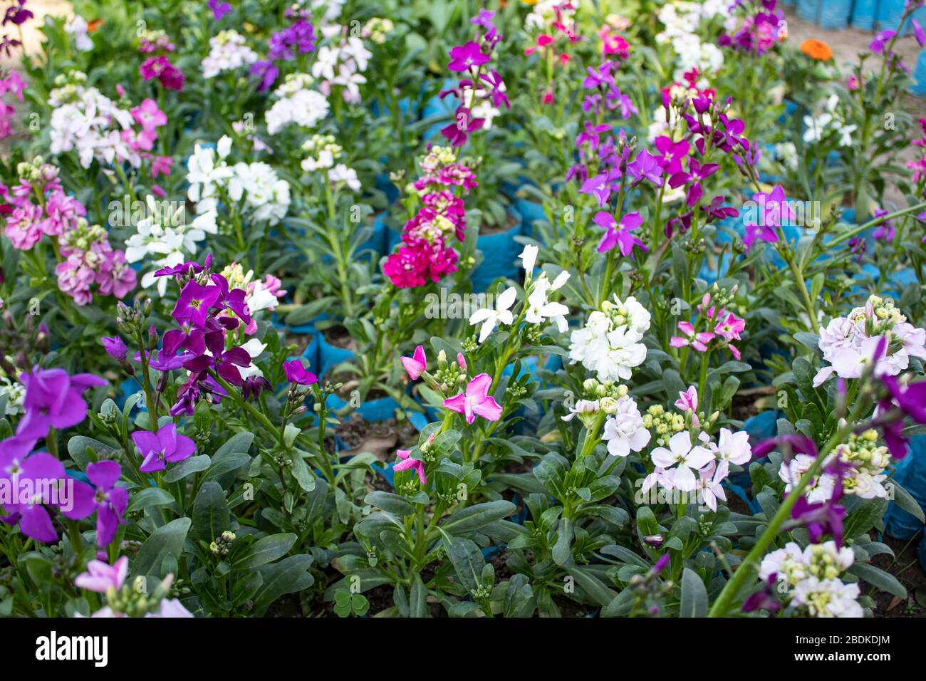 Colorful Pansy flower blooming in the garden, nature spring season ...