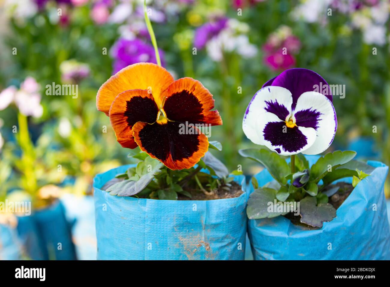 Pansy seedlings hi-res stock photography and images - Alamy