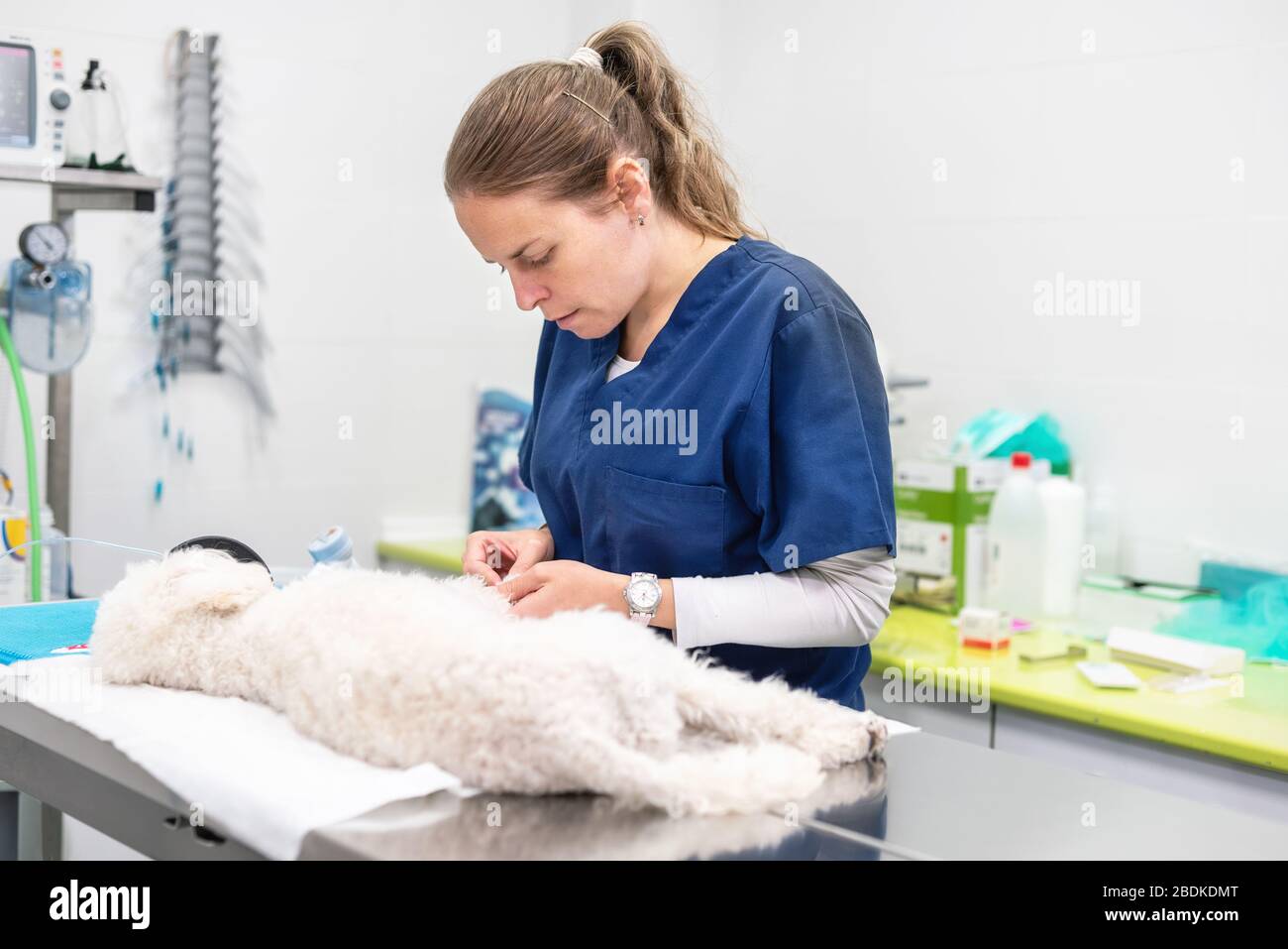 Veterinarian at work, examining a dog Stock Photo - Alamy