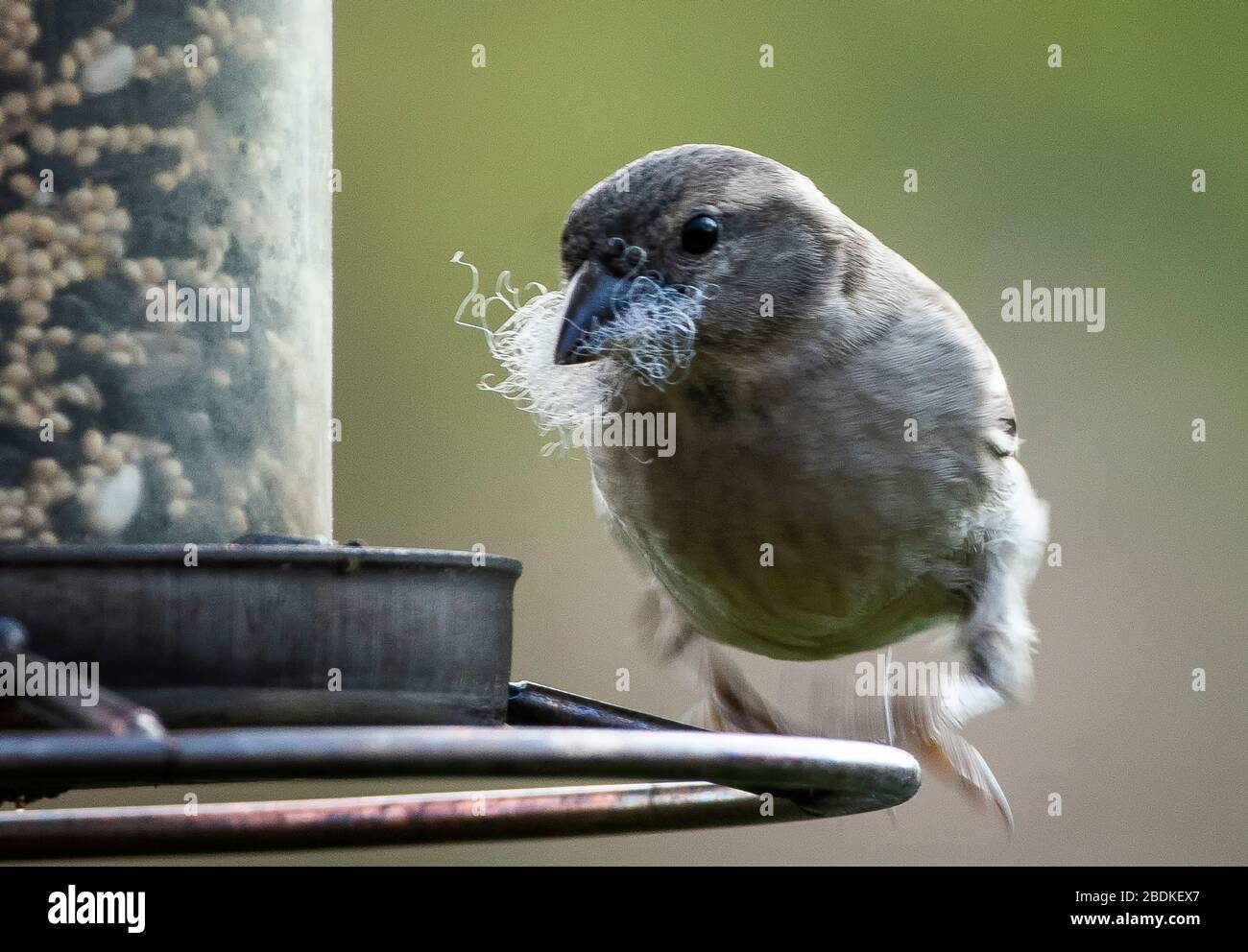 Bit of fluff hi-res stock photography and images - Alamy