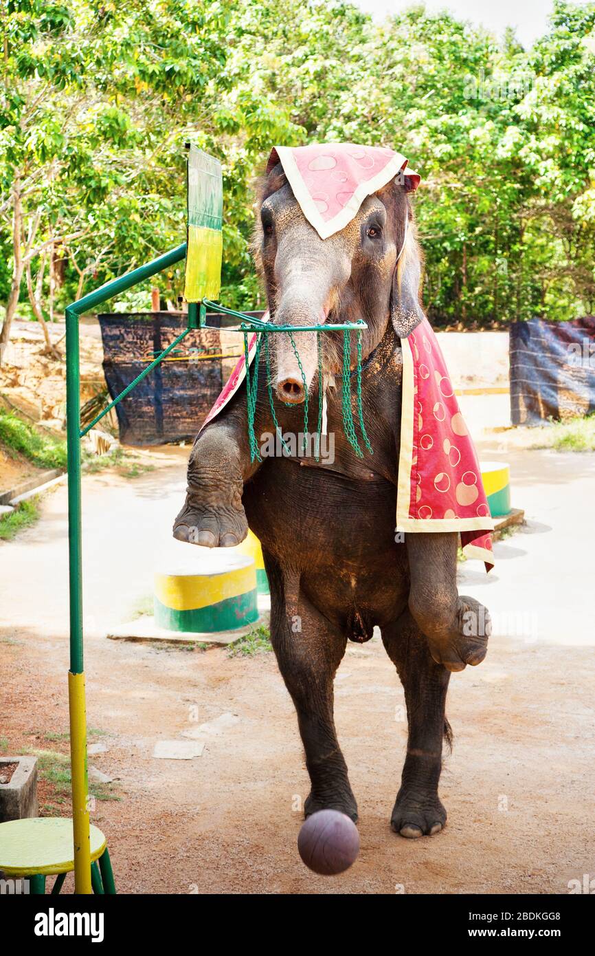 Trained elephant on its hind legs dunks a basketball through the hoop ...