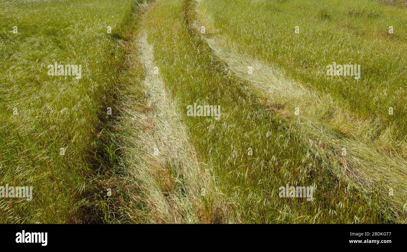 Car tracks in grass hi-res stock photography and images - Alamy