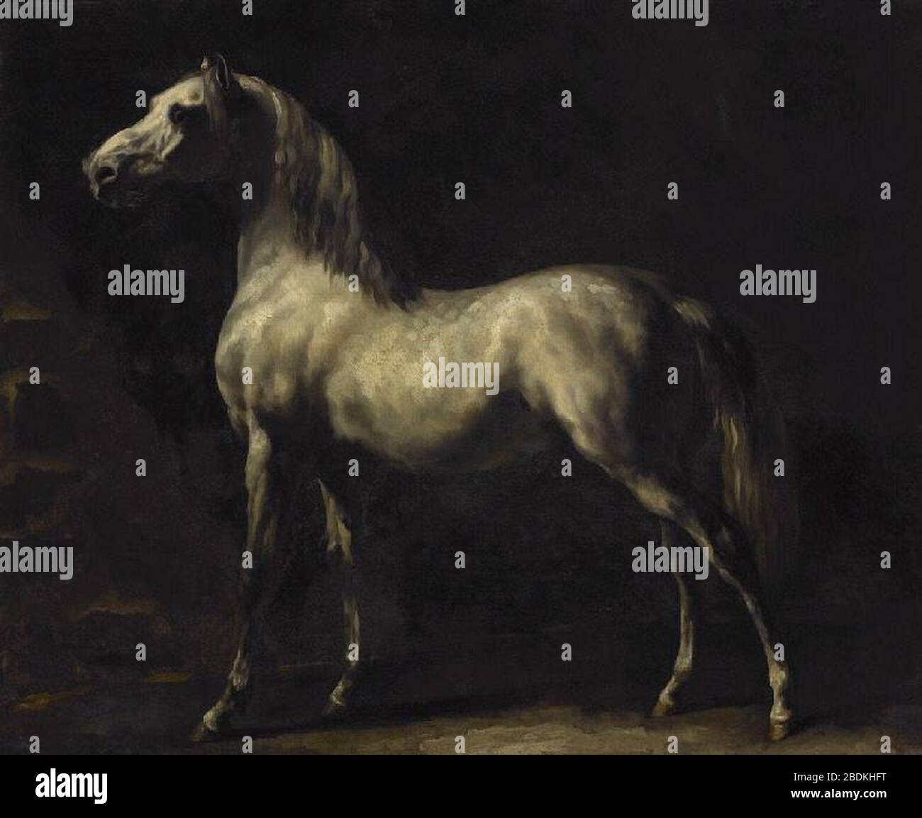 Cheval gris hi-res stock photography and images - Alamy