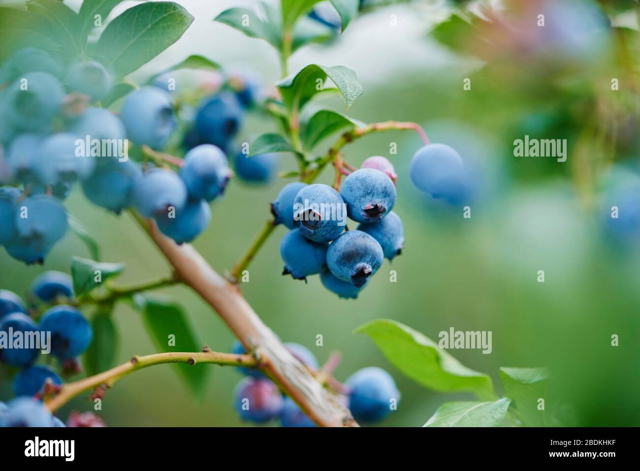 Ripe northern highbush blueberry (Vaccinium corymbosum), Germany Stock ...