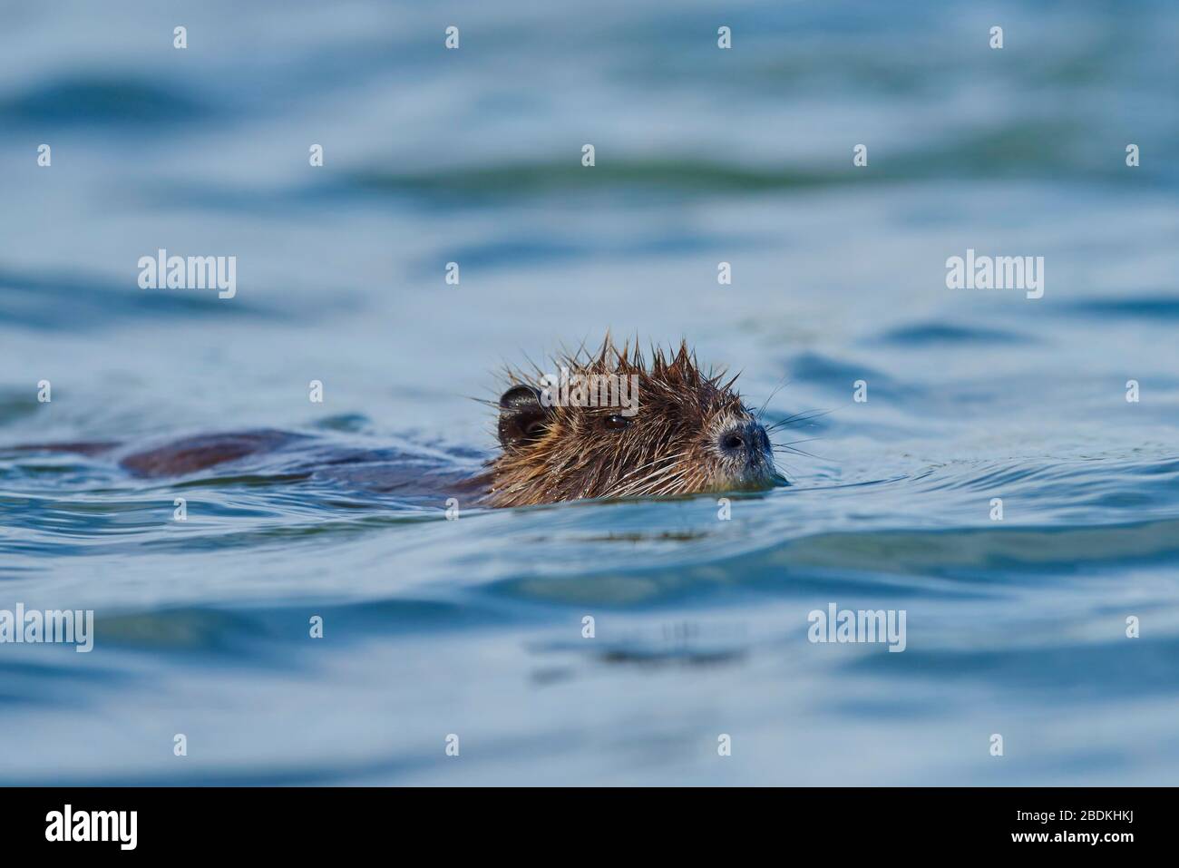 Coypu (Myocastor coypus), young animal swimming in water, Camargue ...