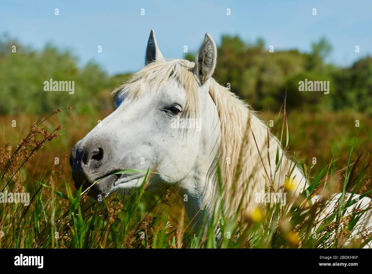 Camargue horse standing in high reed hi-res stock photography and ...