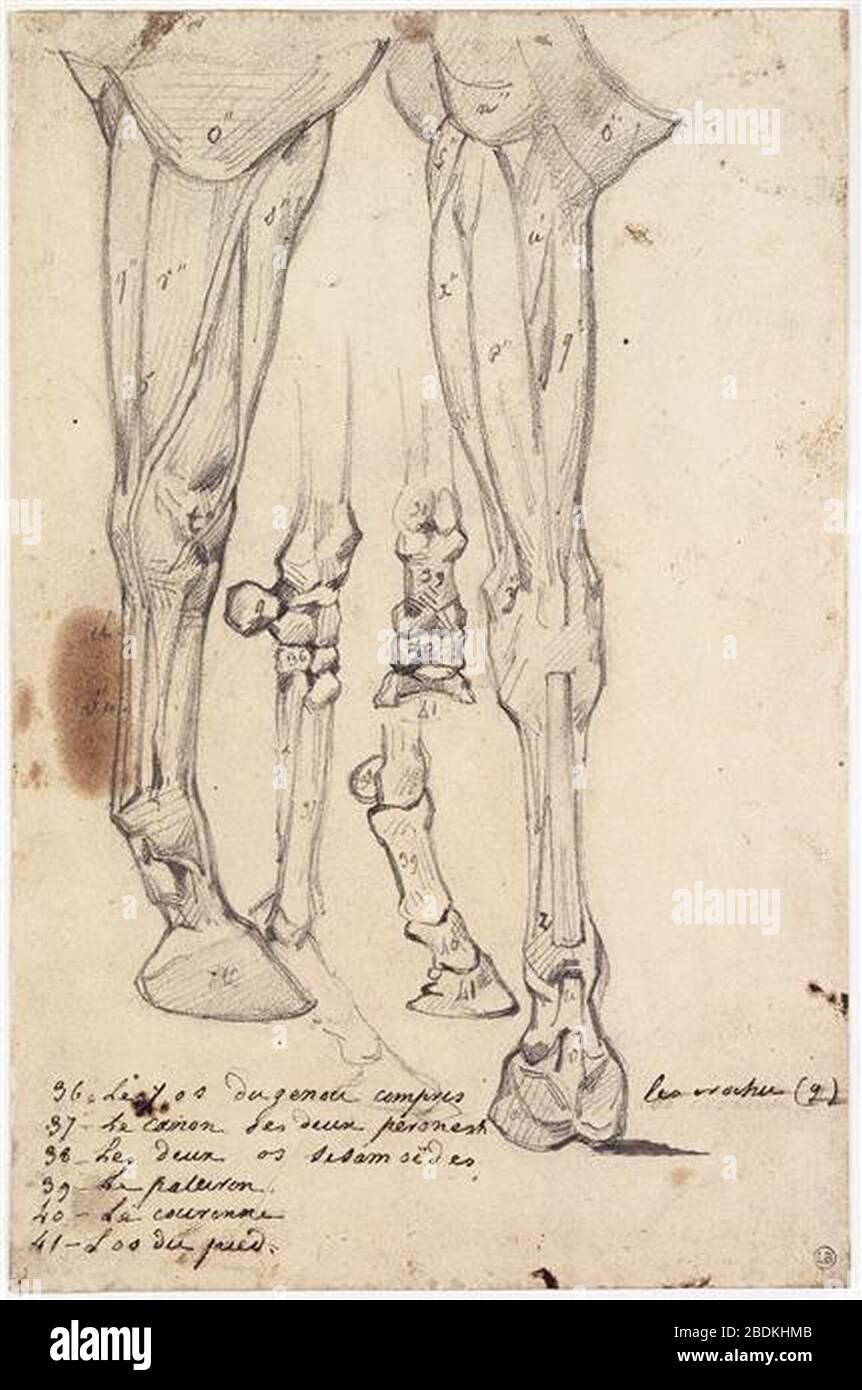 Géricault - Ecorché et squelette de deux jambes de cheval, NI791recto ...