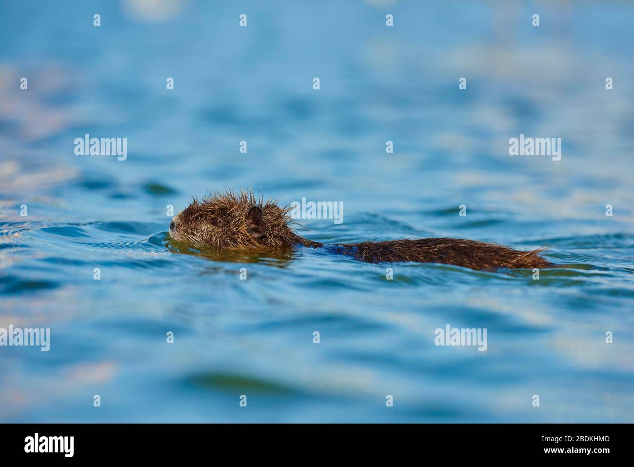 Coypu (Myocastor coypus), young animal swimming in water, Camargue ...