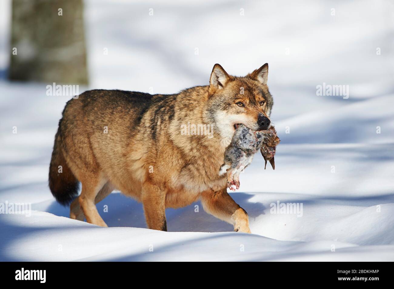 Eurasian wolf hi-res stock photography and images - Alamy