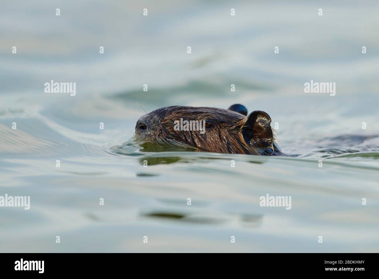 Coypu or nutria (Myocastor coypus), young animal swimming in water ...