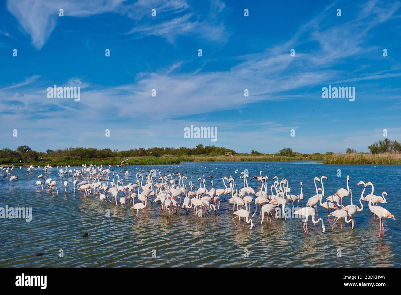 Swarm Greater Flamingos (Phoenicopterus roseus) standing in water, Parc ...