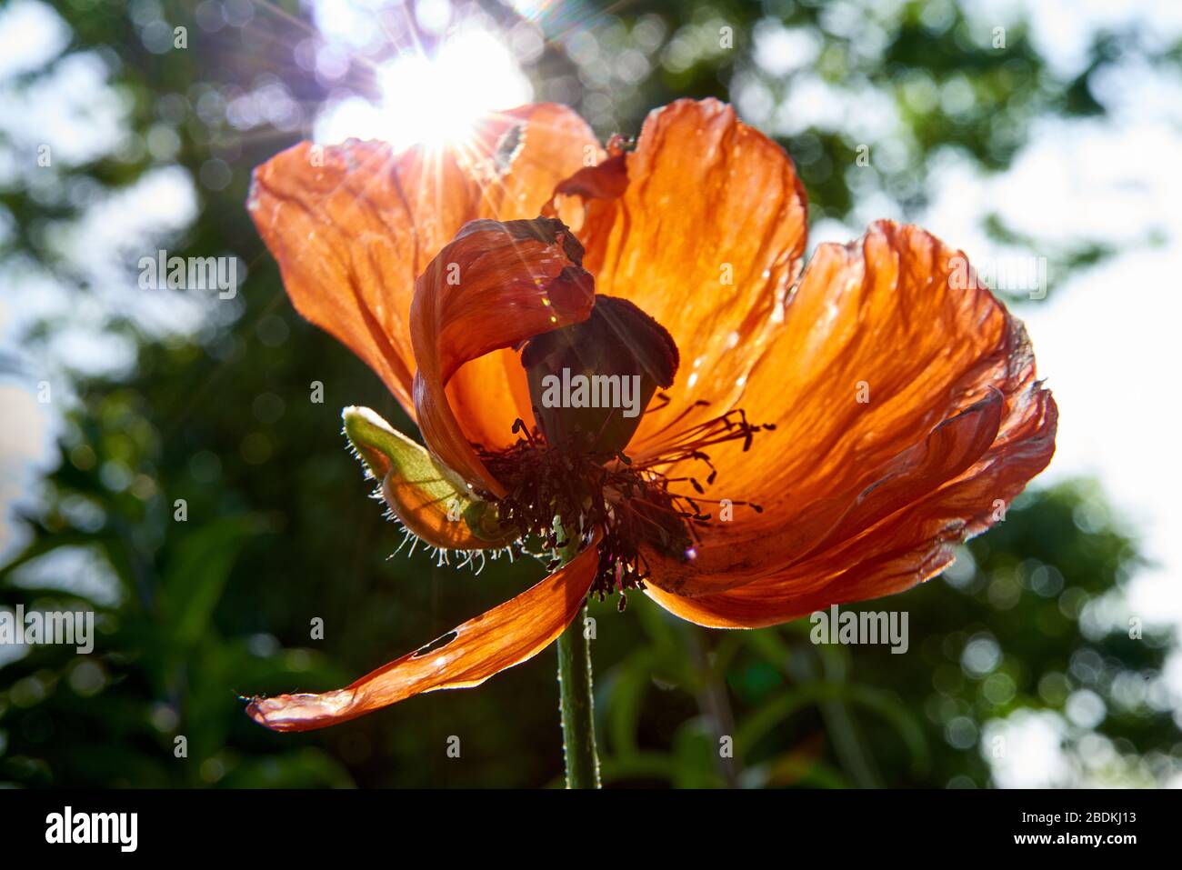 Old big red poppy flower with distracted broken petals, closeup Stock ...