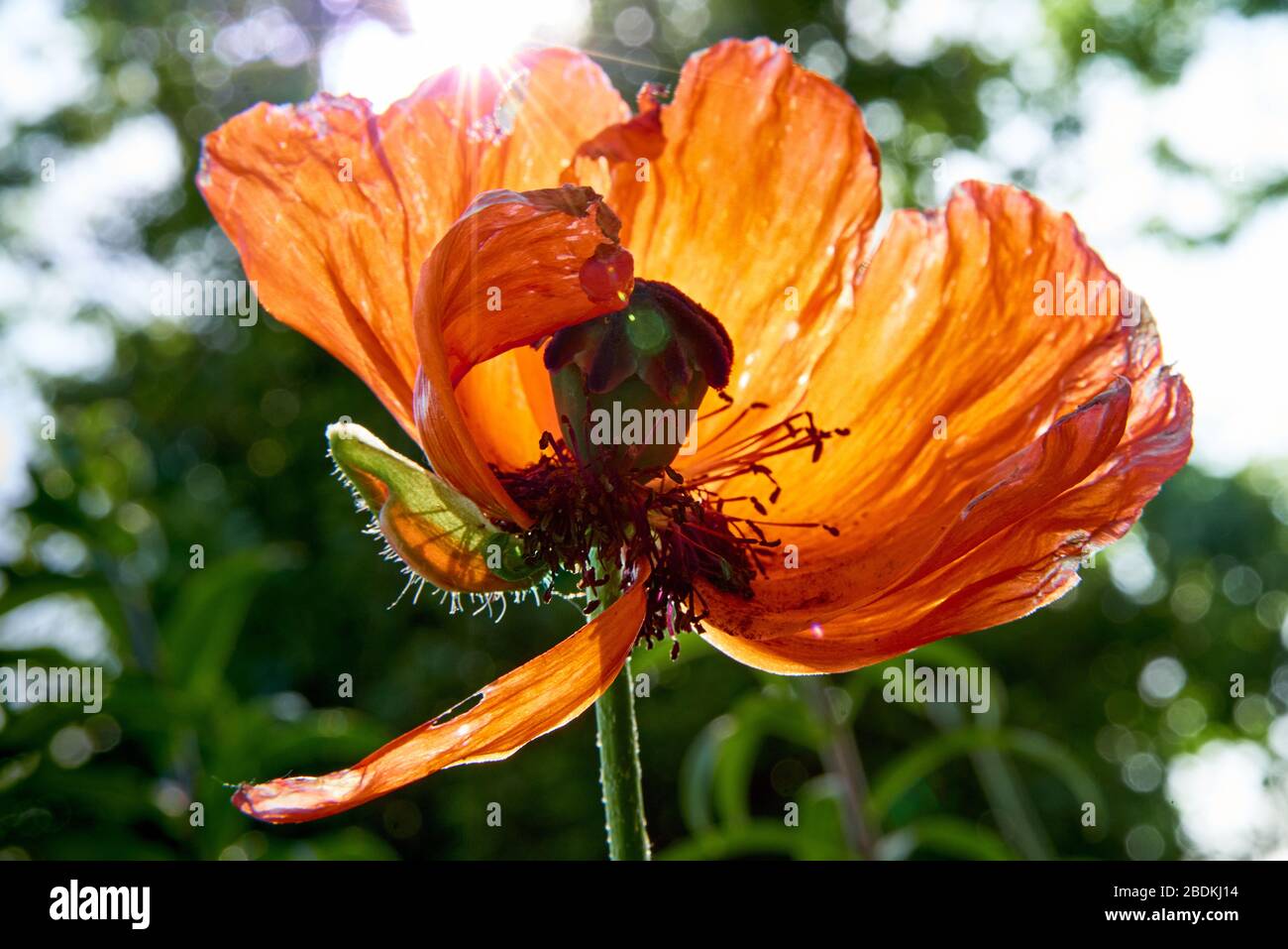 Old big red poppy flower with distracted broken petals, closeup Stock ...