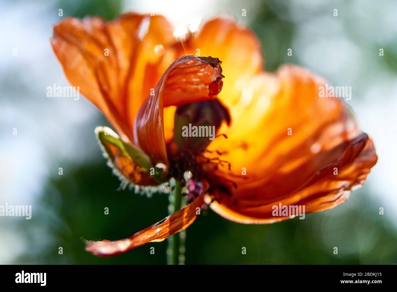 Old big red poppy flower with distracted broken petals, closeup Stock ...