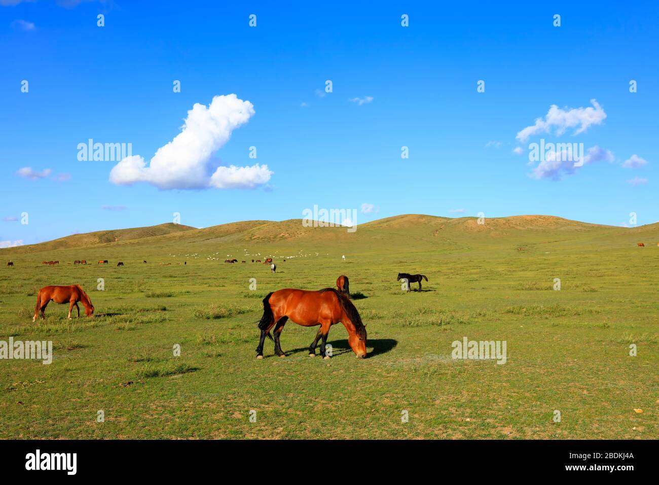 Grazed pasture grassland hi-res stock photography and images - Alamy