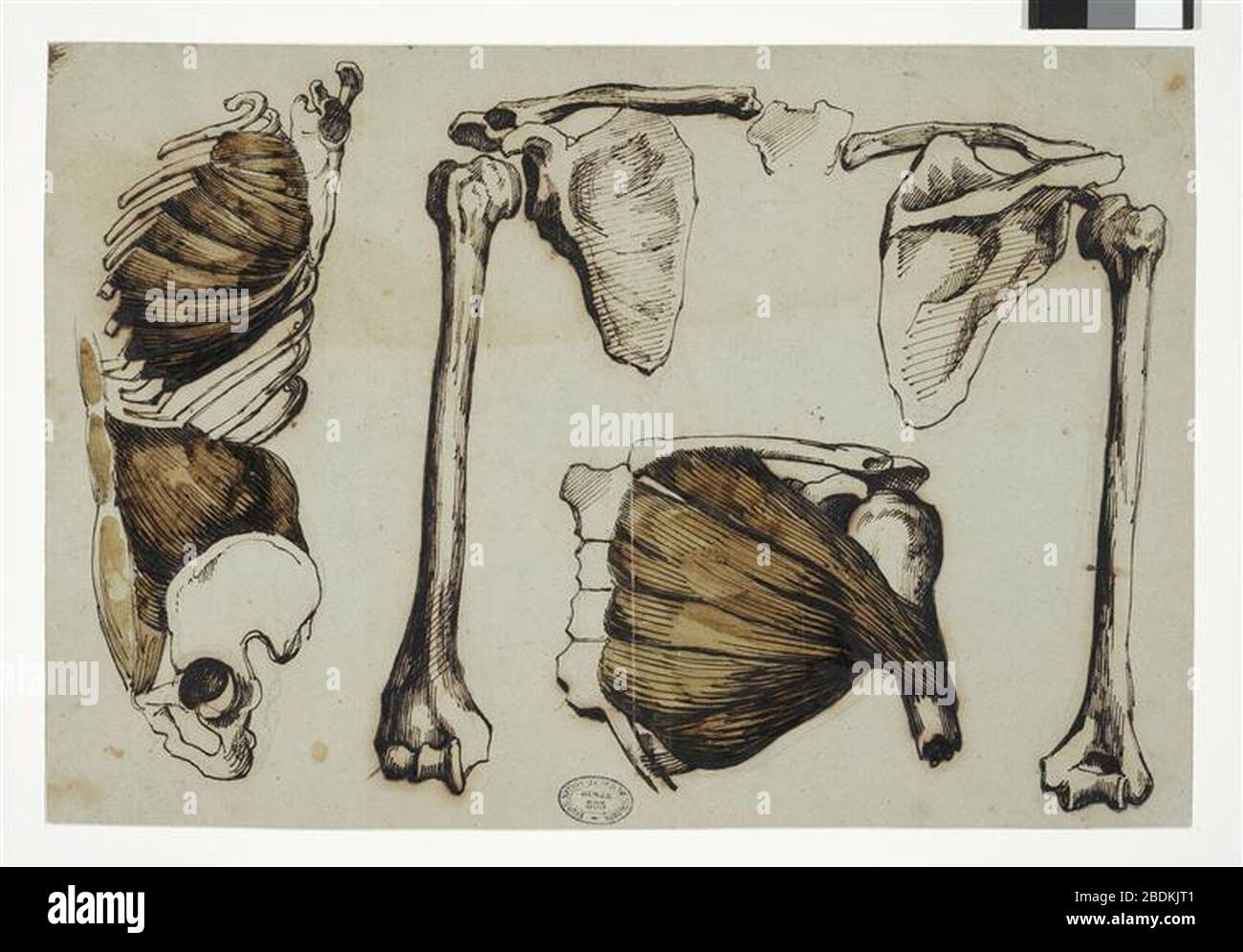 Géricault -Anatomie de l'homme Vers 1812 EBA1009-04 Stock Photo - Alamy