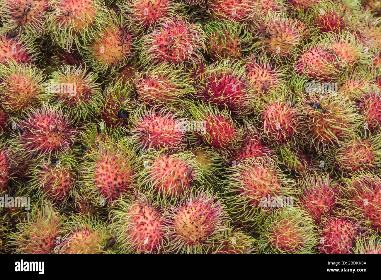 Suzhou China - May 3, 2010: closeup of heap of Rambutan green spiked ...
