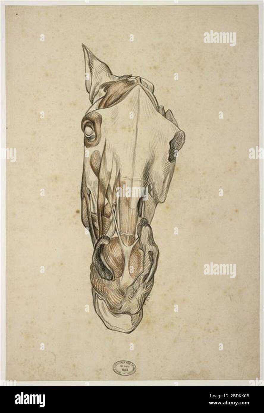 Géricault -Etude d'une tête de cheval écorchée, vue de face, EBA1008-4 ...