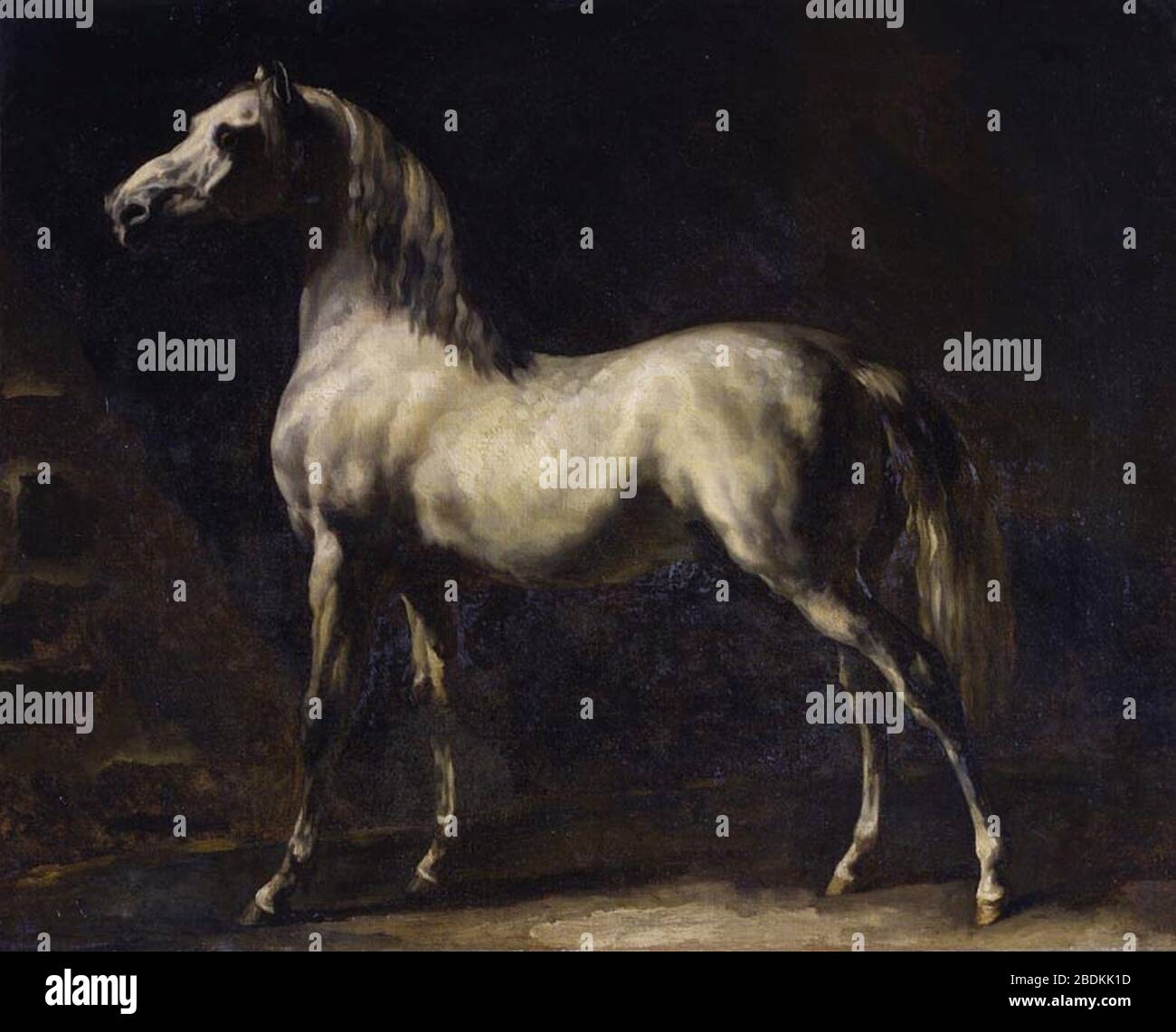 Cheval gris hi-res stock photography and images - Alamy