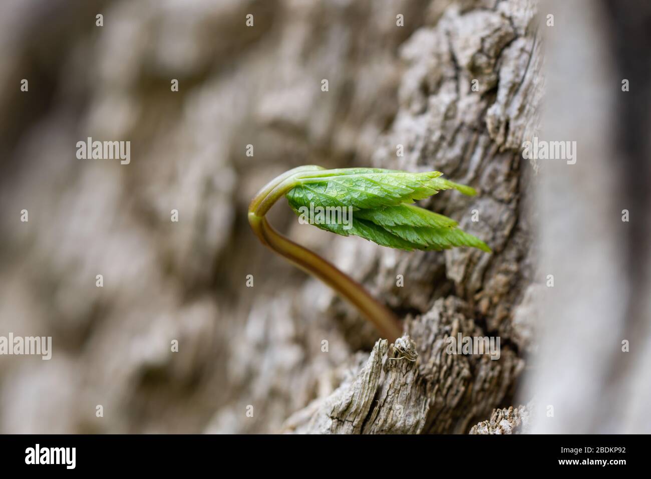 Ground elder leaves sprouting hi-res stock photography and images - Alamy