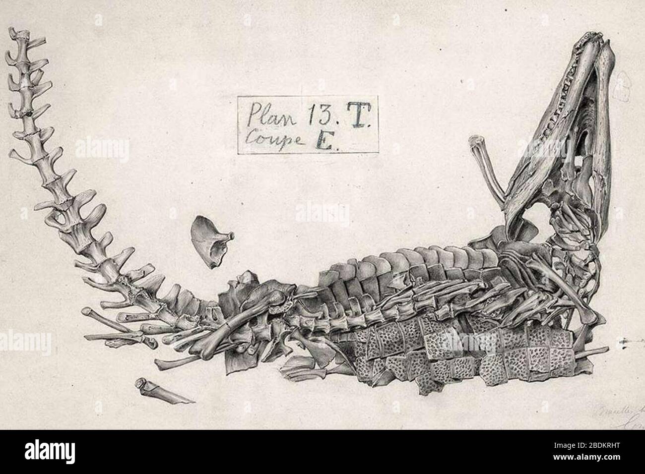 Goniopholis hi-res stock photography and images - Alamy