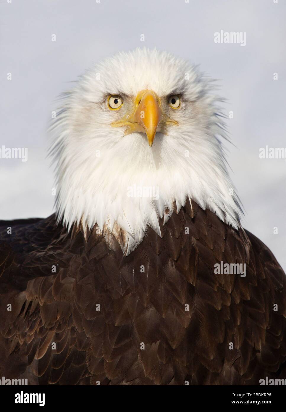 Bald Eagle Adult Portrait Stock Photo - Alamy