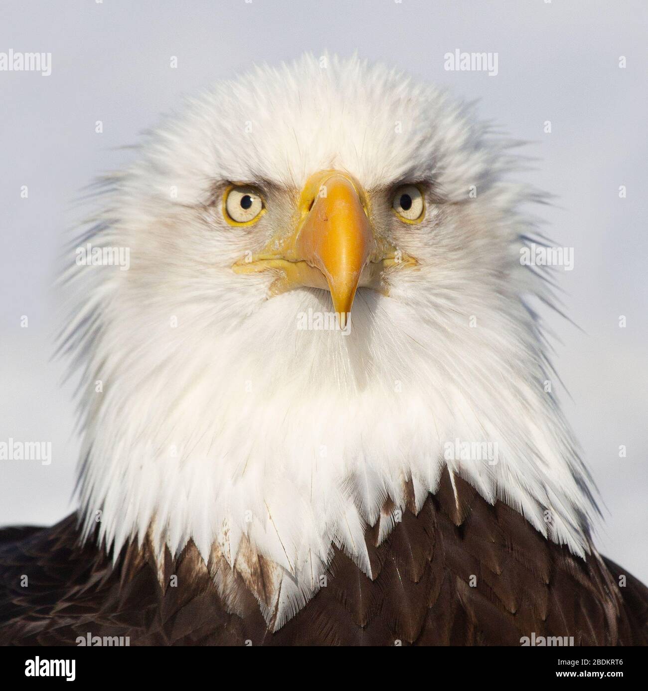 Bald Eagle Adult Portrait Stock Photo - Alamy