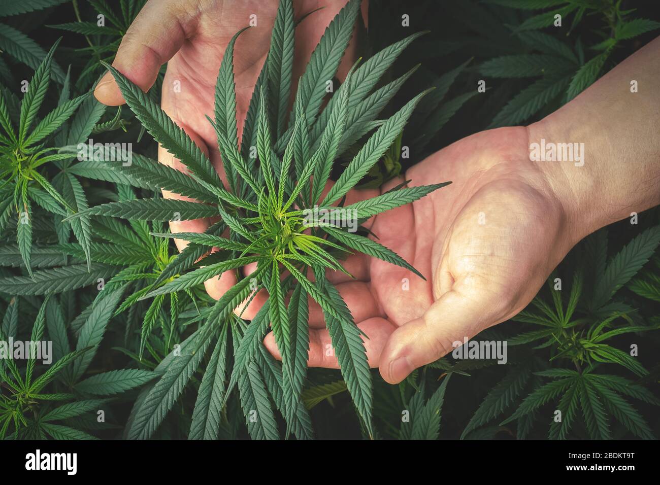 Marijuana grow hi-res stock photography and images - Alamy