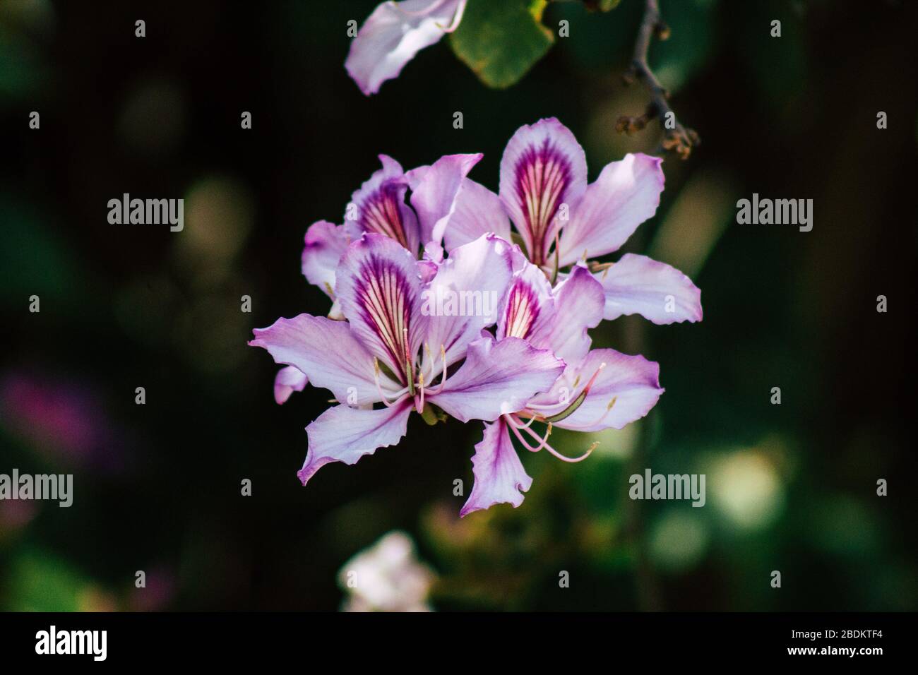 Limassol Cyprus April 07, 2020 Closeup of colorful flowers from a ...