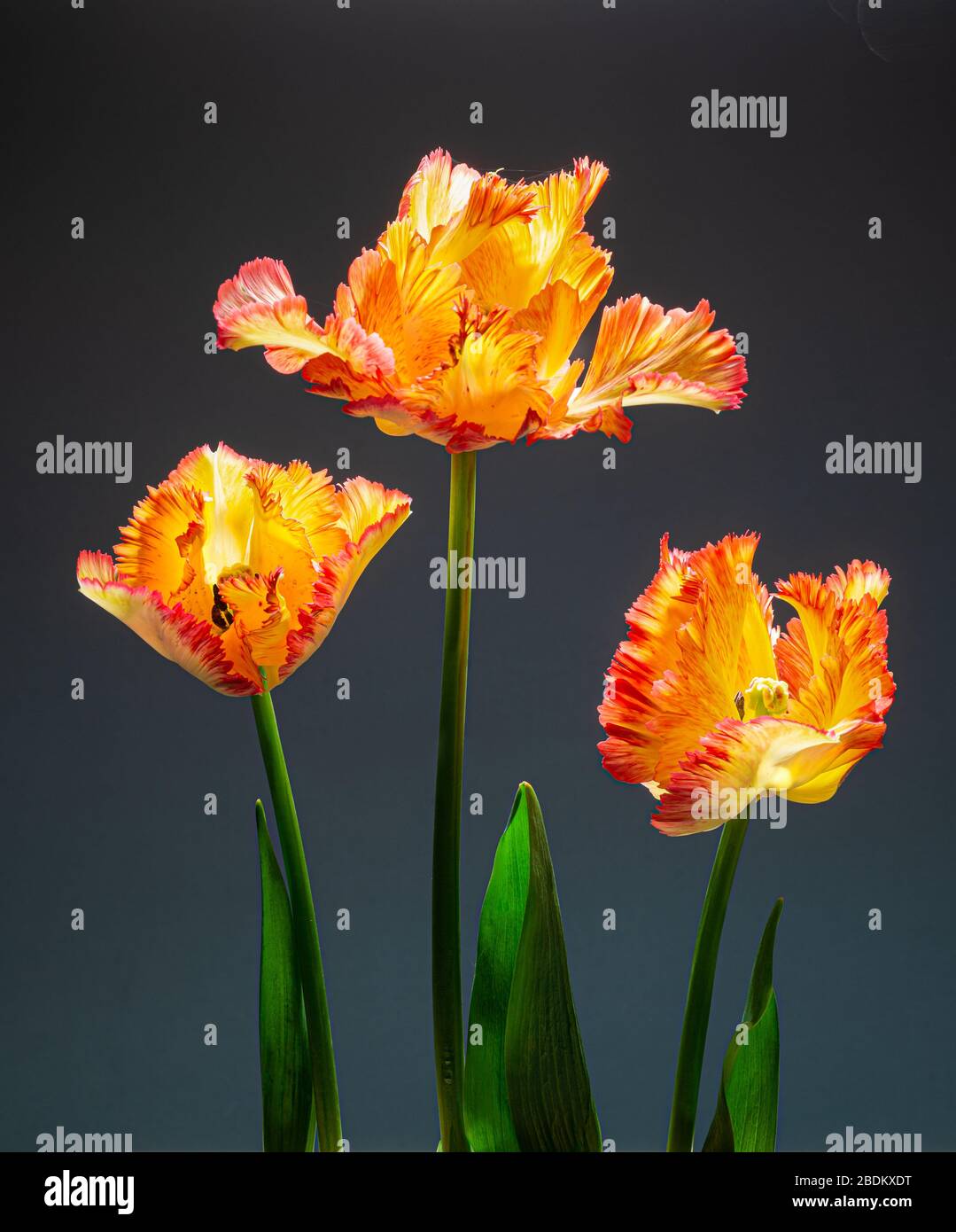 Fringed tulips backlit by sun in garden in central Virgina is spring ...