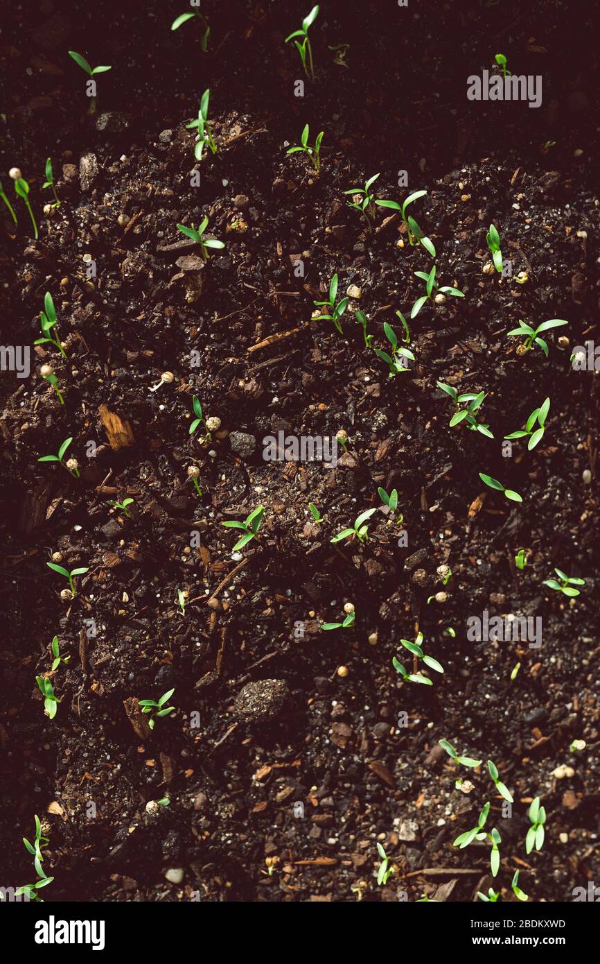 close-up of cilantro and herbs seedlings indoor in trays shot at ...