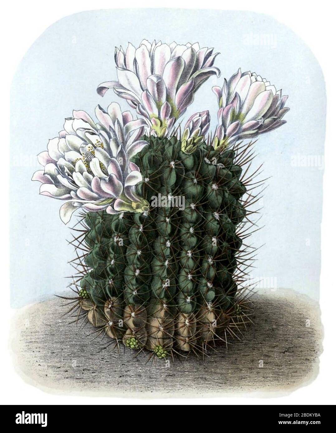 Gymnocalycium gibbosum hi-res stock photography and images - Alamy